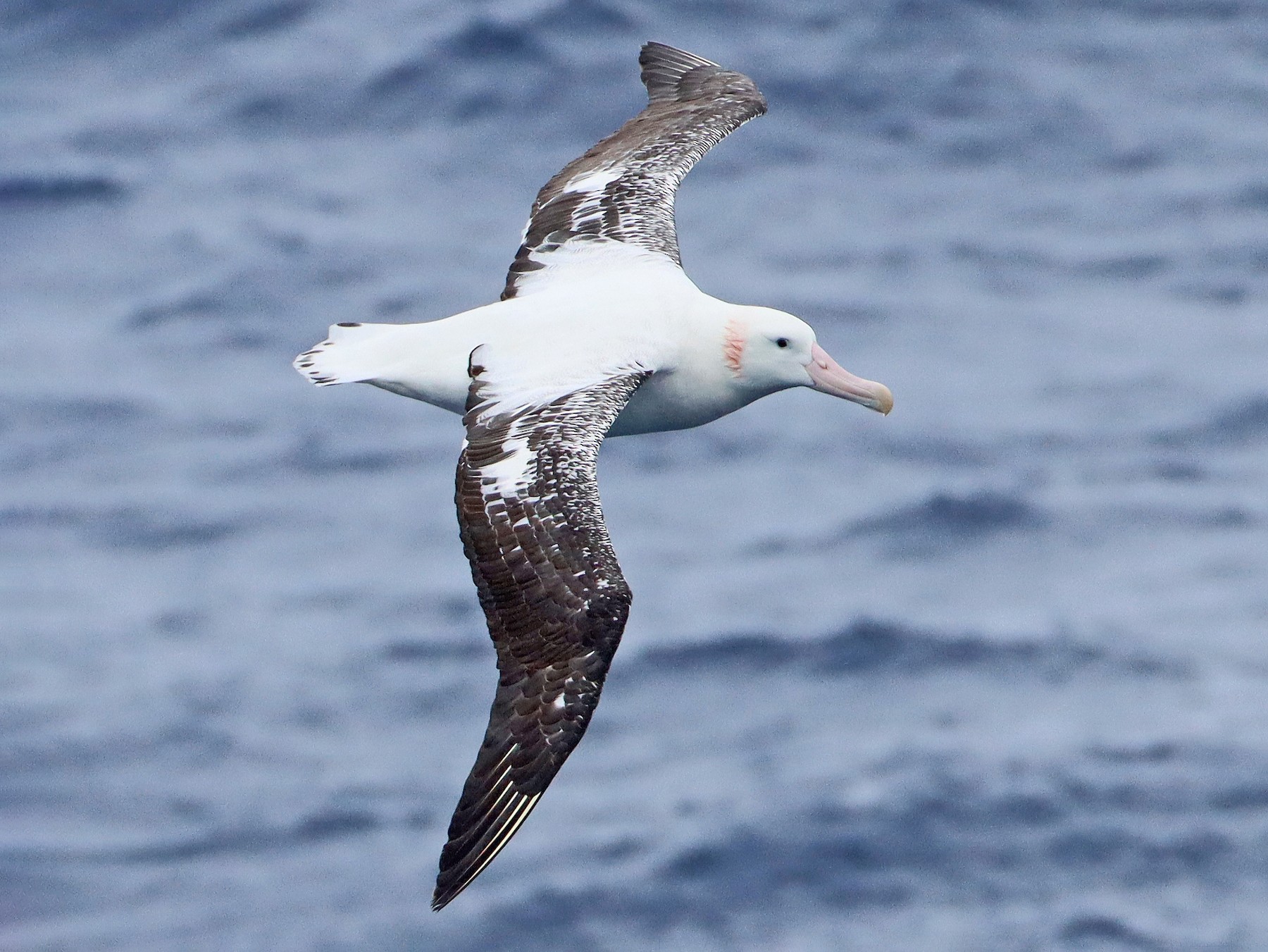 Snowy Albatross - eBird
