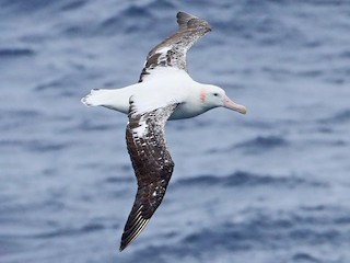 albatroz-errante - eBird