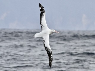 Albatros Errante - eBird