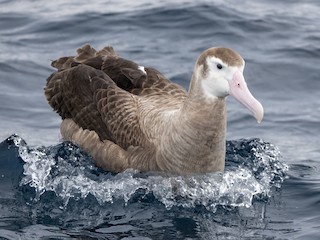 albatroz-errante - eBird