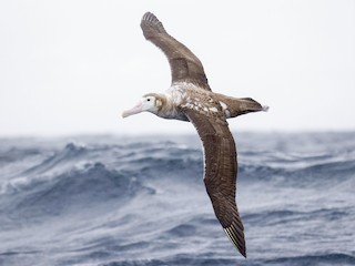 Snowy Albatross - eBird
