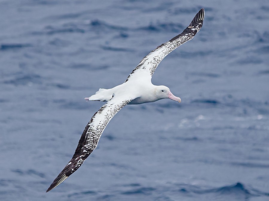 Albatros de Tristán de Acuña - eBird