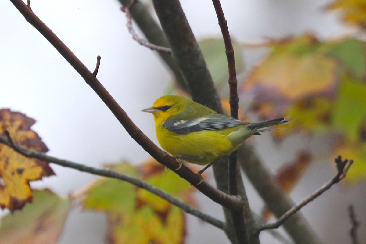 eBird Checklist - 12 Oct 2023 - Cole Harbor, Amaranth Cr. - 13 species