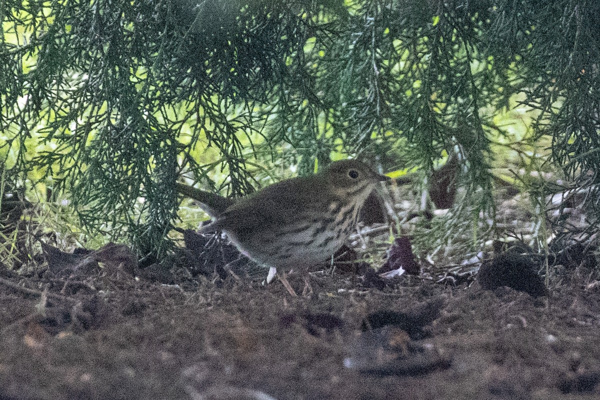 eBird Checklist - 12 Oct 2023 - Third Calvary Cemetery, Queens - 15 species