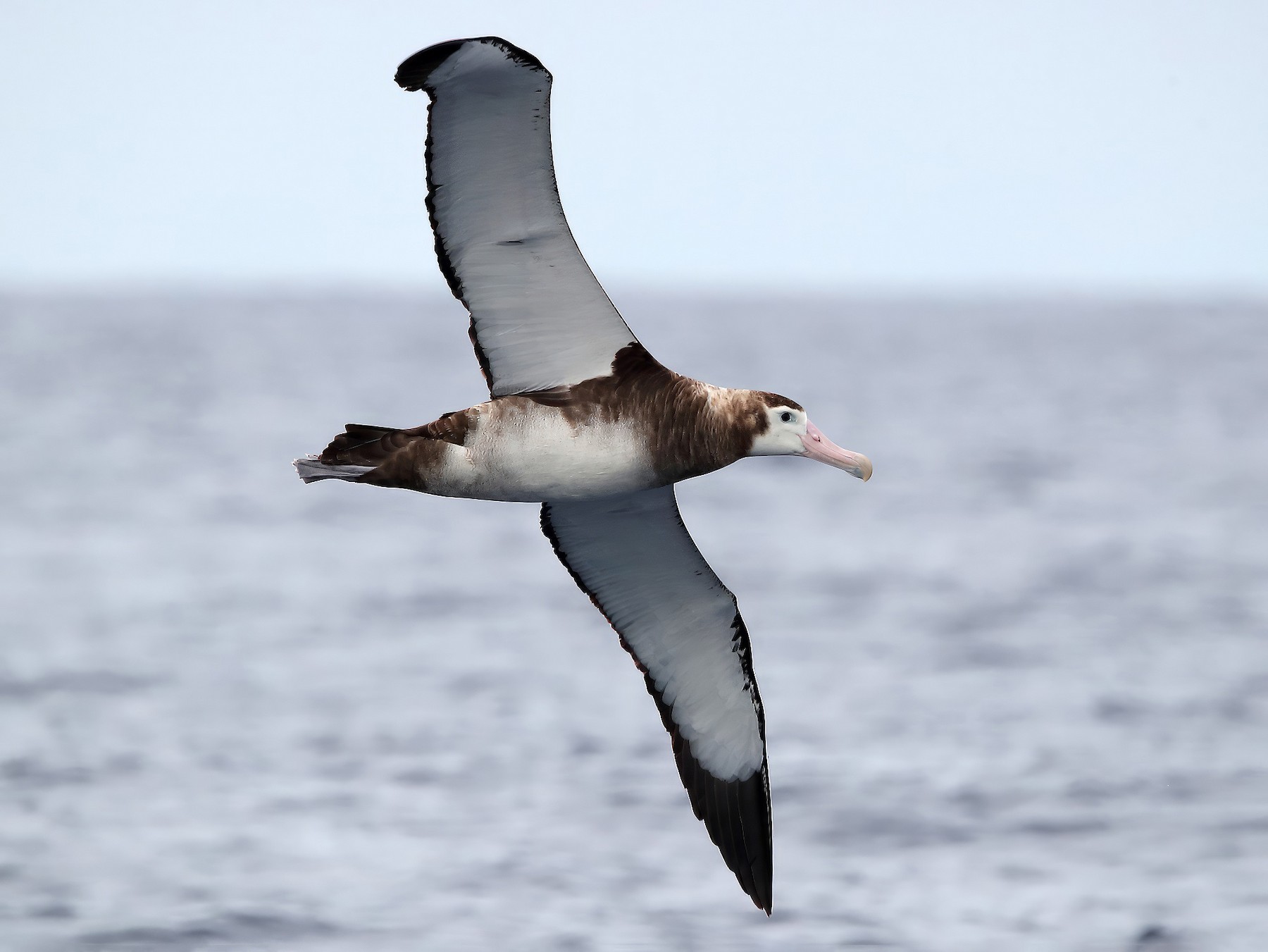Antipodean Albatross - eBird