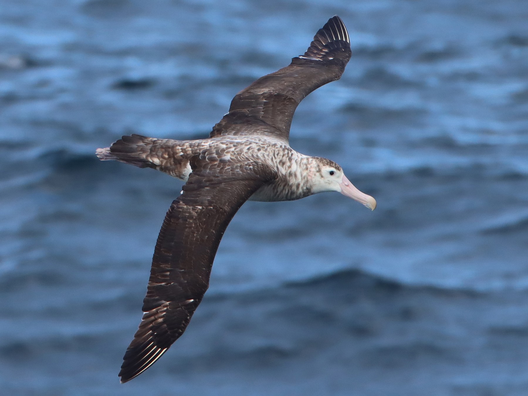 Antipodean Albatross - eBird