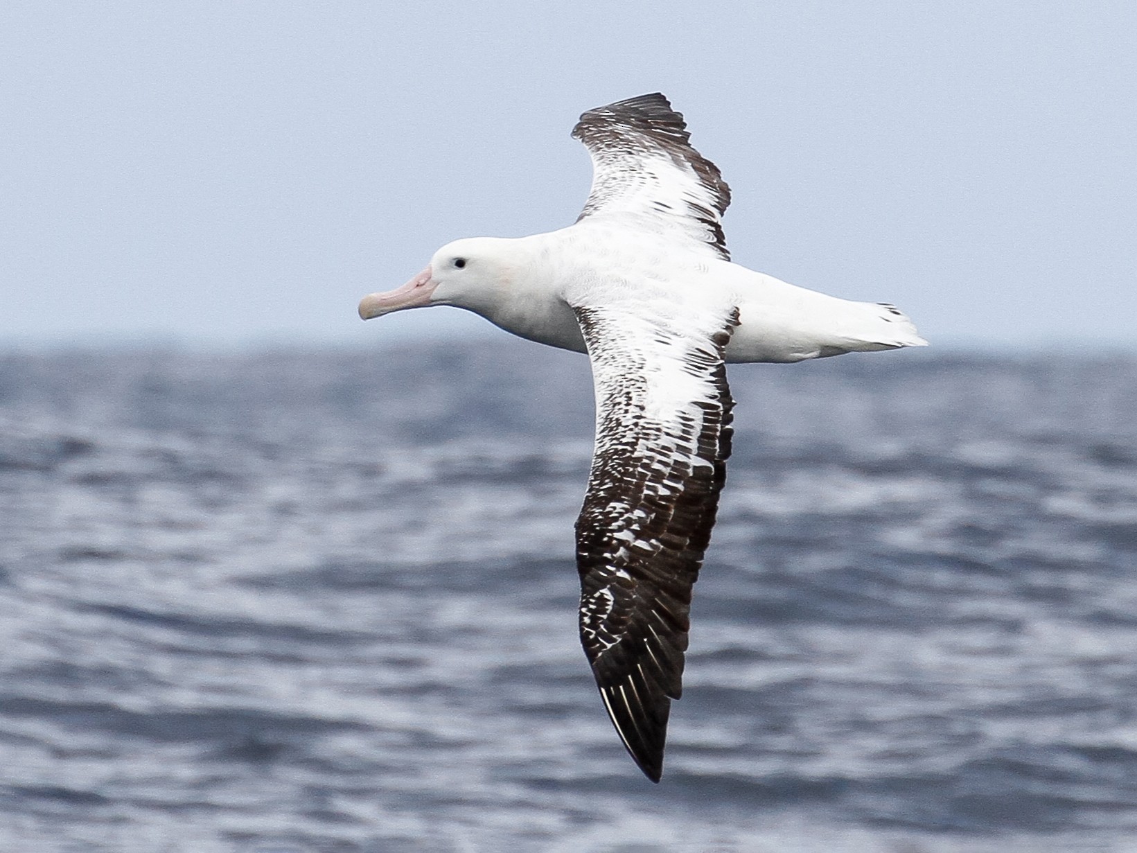 Albatros Errante del Pacífico - eBird