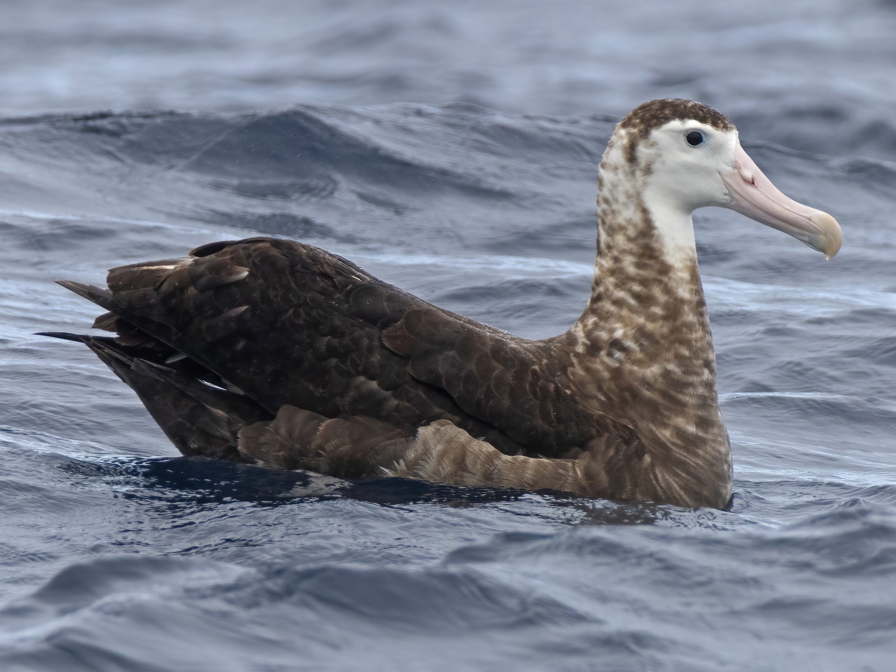 Antipodean Albatross - eBird