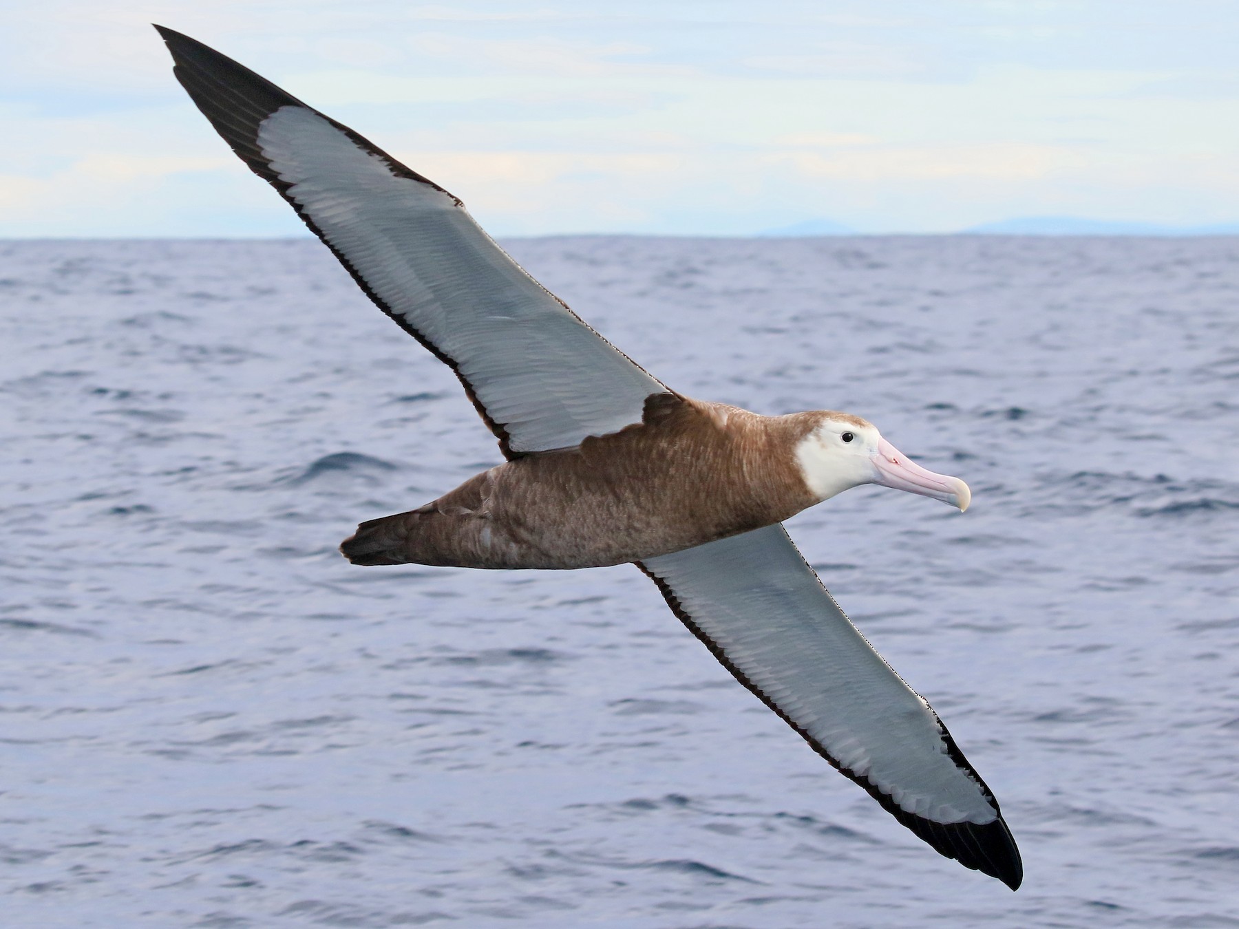 Antipodean Albatross - eBird