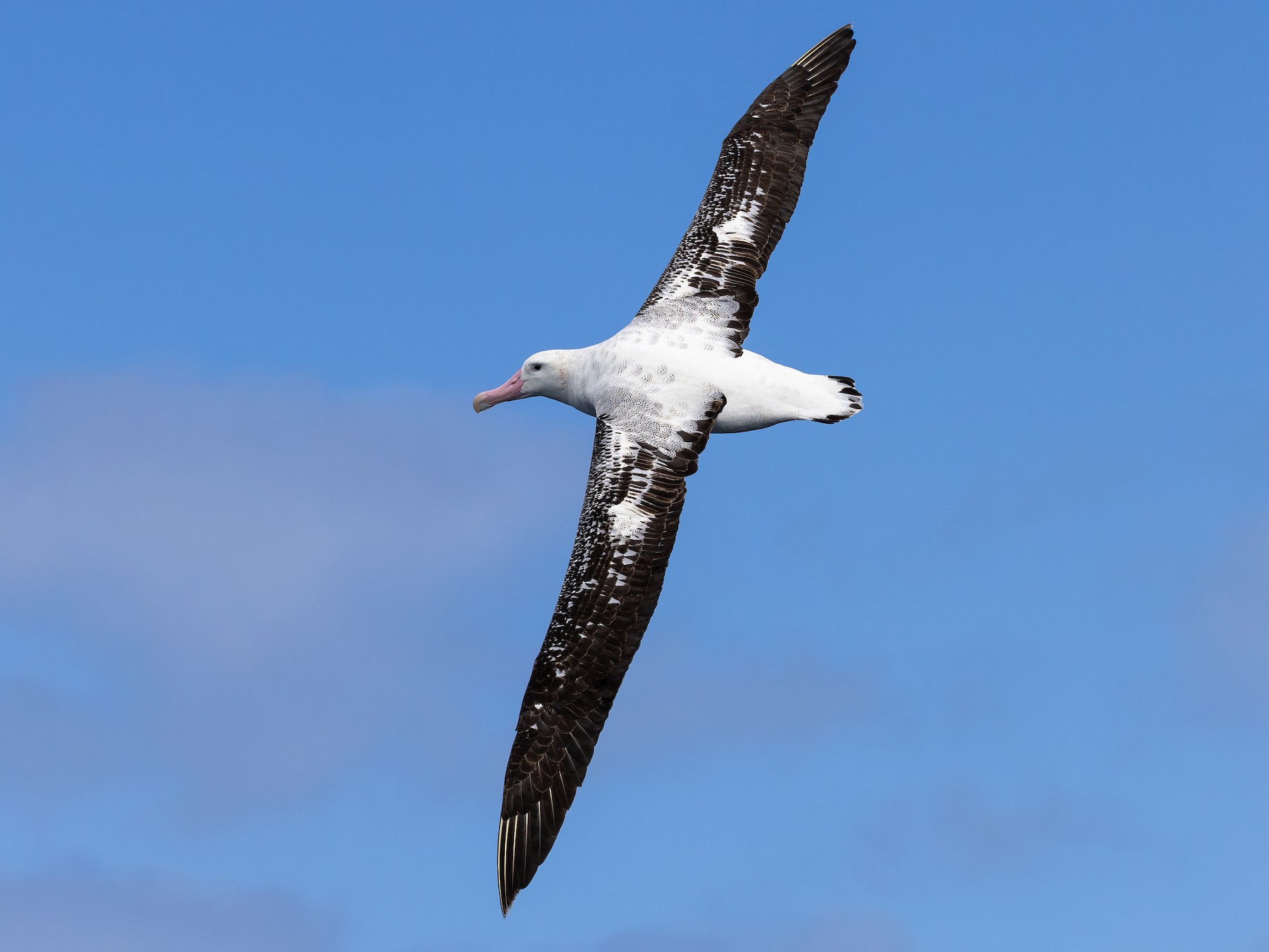 Albatros Errante del Pacífico - eBird
