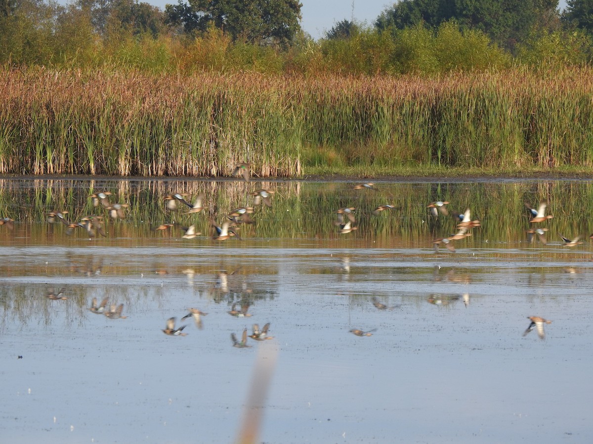 eBird Checklist - 12 Oct 2023 - Battelle Darby Creek Metro Park--Darby ...