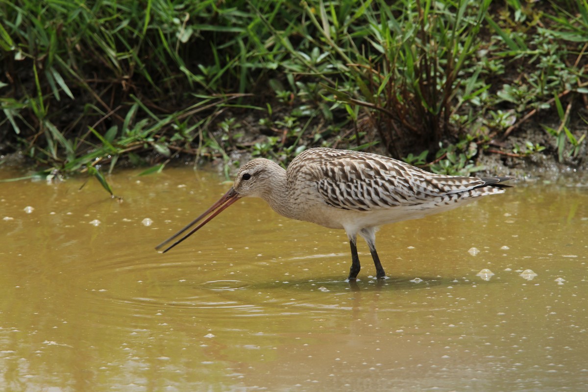 eBird Checklist - 9 Oct 2023 - Akagera NP - Lake Hago (Nyampiki Loop 18 ...