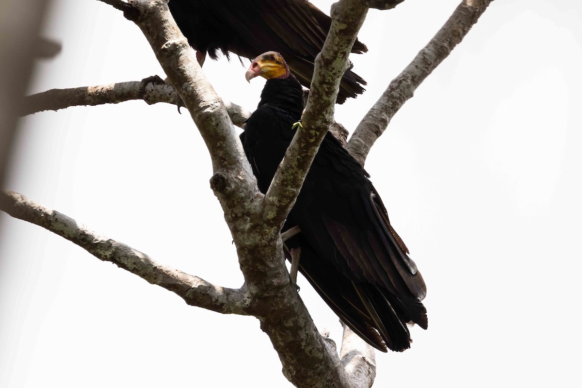 eBird Checklist - 13 Sep 2023 - Presidente Figueiredo--Aldeia Marí Marí ...