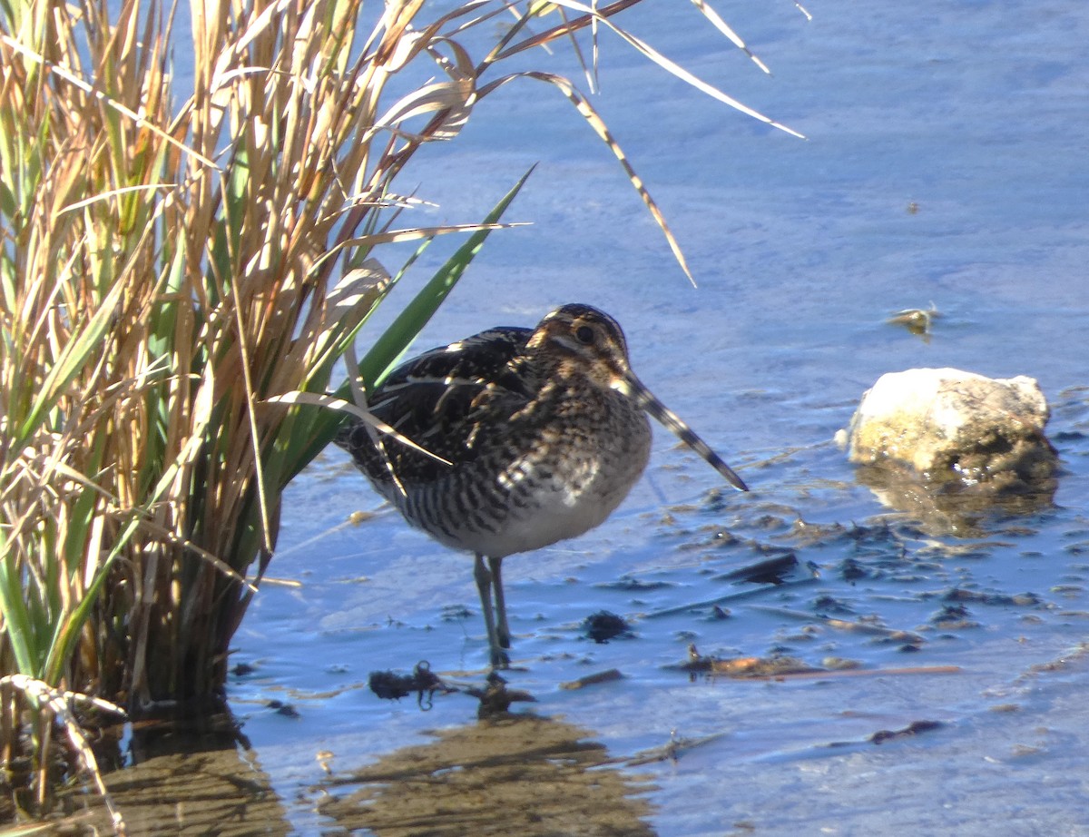 eBird Checklist - 12 Oct 2023 - Townline Rd. @ Big Creek Rd. - 2 species