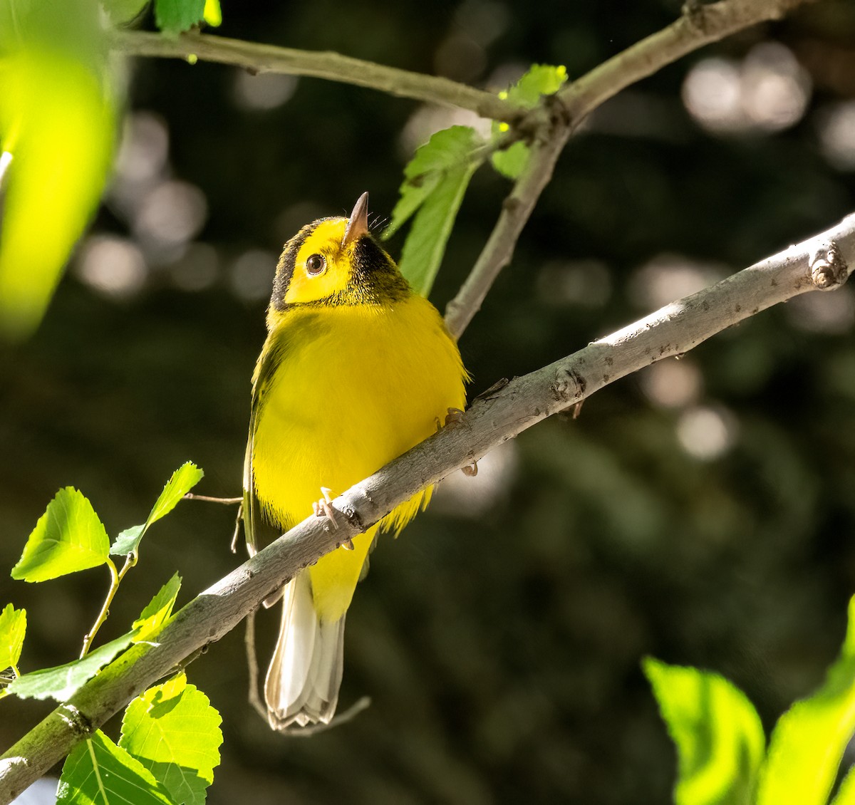 eBird Checklist - 12 Oct 2023 - Aikens & Cathedral - 4 species