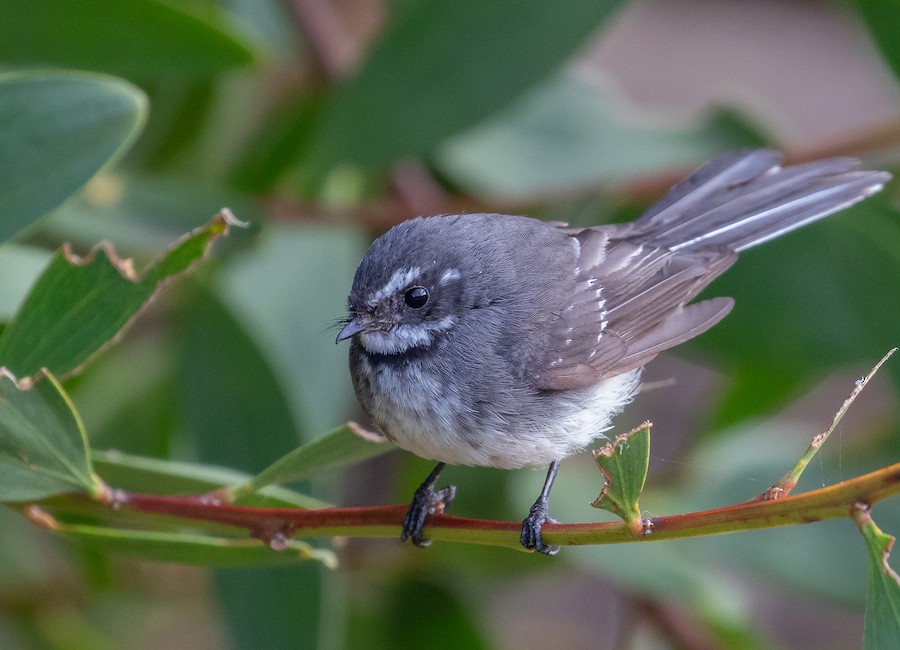Grey Fantail (albiscapa) - eBird