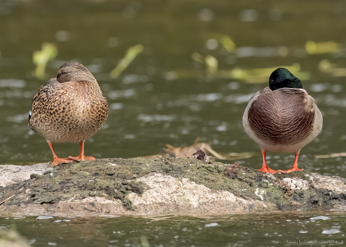 BCN Checklist - 12 Oct 2023 - RN Alfred-Kelly - 17 species