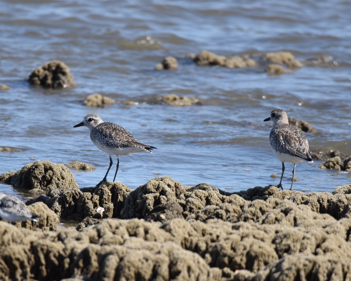 eBird Checklist - 12 Oct 2023 - Prime Hook NWR--Fowler Beach Rd./Fowler ...