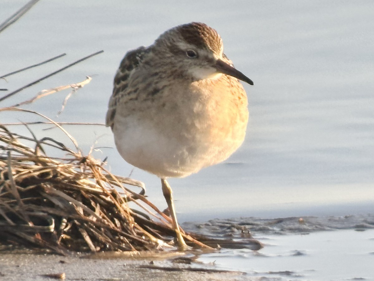 eBird Checklist - 12 Oct 2023 - Lake Earl and Tolowa--The Narrows - 28 ...