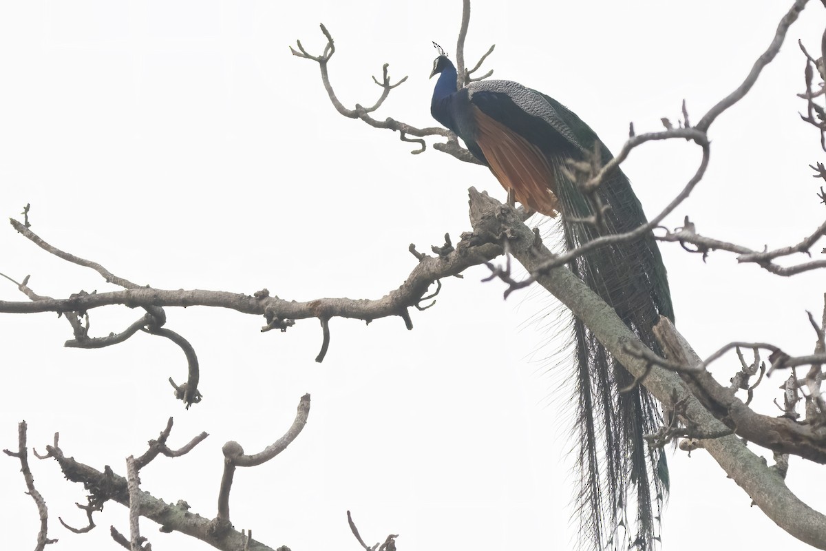 eBird India Checklist - 13 Oct 2023 - Narasampathi Lake - 32 species