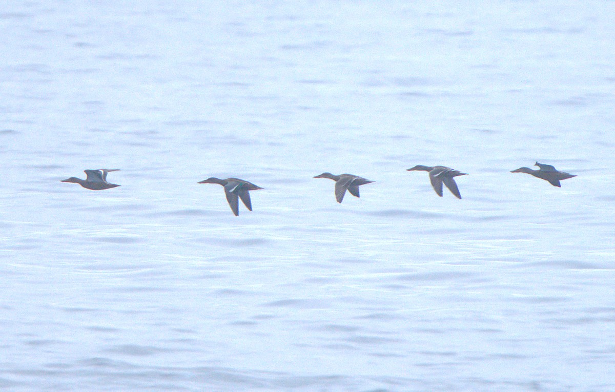 eBird Checklist - 7 Oct 2023 - Crespi Knoll (ORA Co.) - 14 species (+1 ...