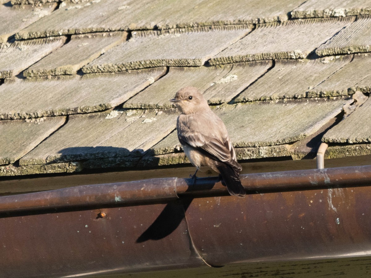 eBird Checklist - 13 Oct 2023 - Snake Den Farm - 14 species