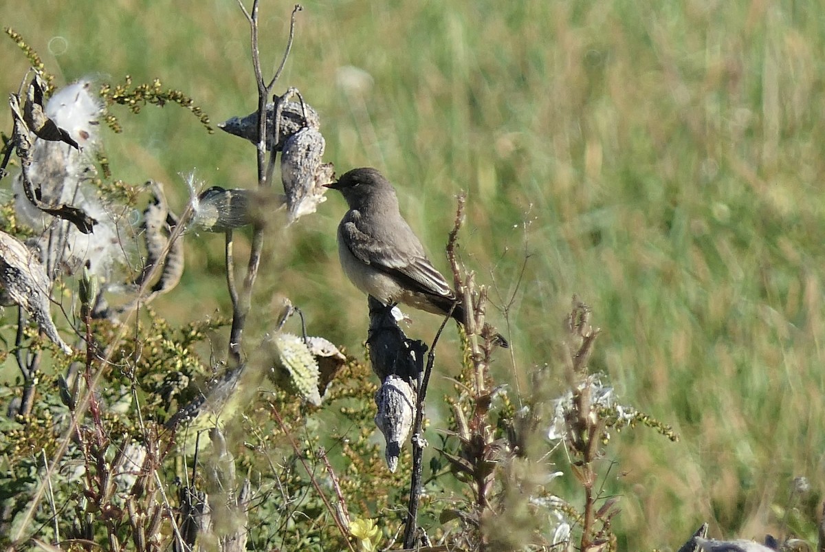 eBird Checklist - 13 Oct 2023 - Snake Den Farm - 11 species