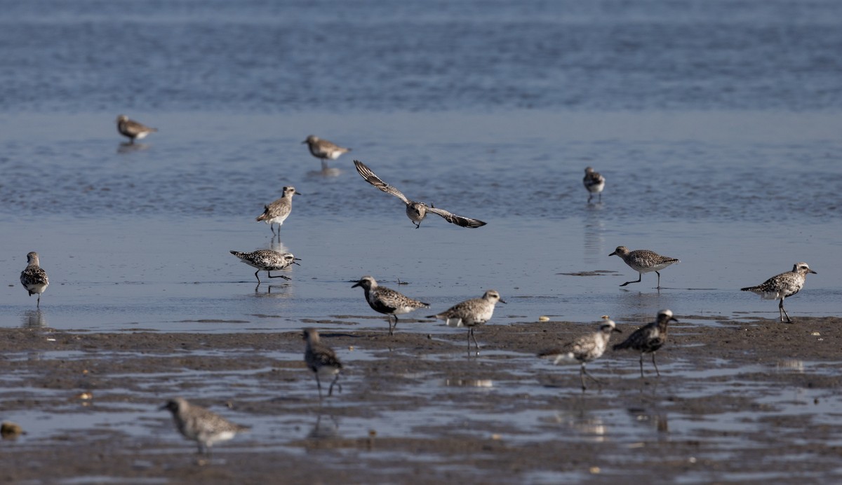 New York Breeding Bird Atlas Checklist - 3 Sep 2023 - Fire Island--Old ...