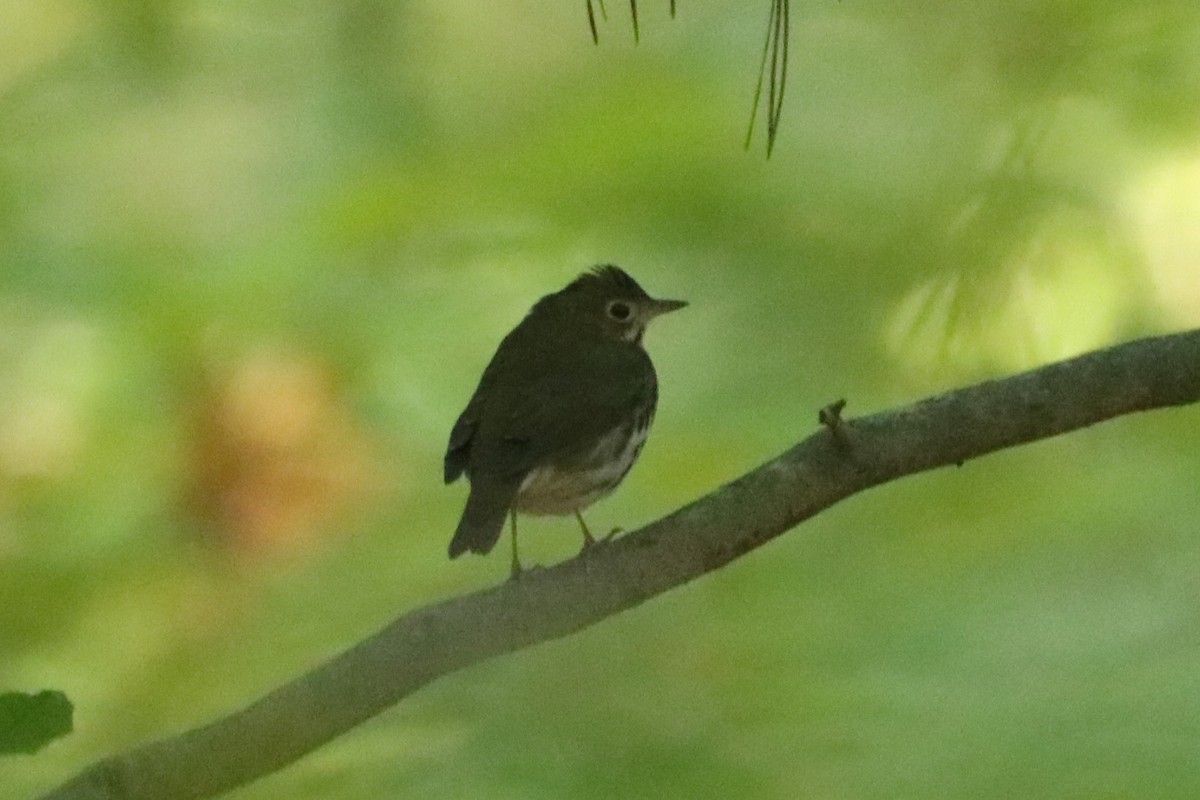 eBird Checklist - 13 Oct 2023 - Stumpy Lake Natural Area - 25 species