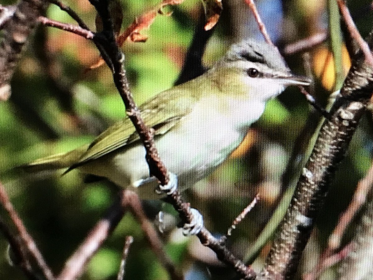 eBird Checklist - 12 Oct 2023 - Cape Henlopen SP--Nature Center area - 28 species