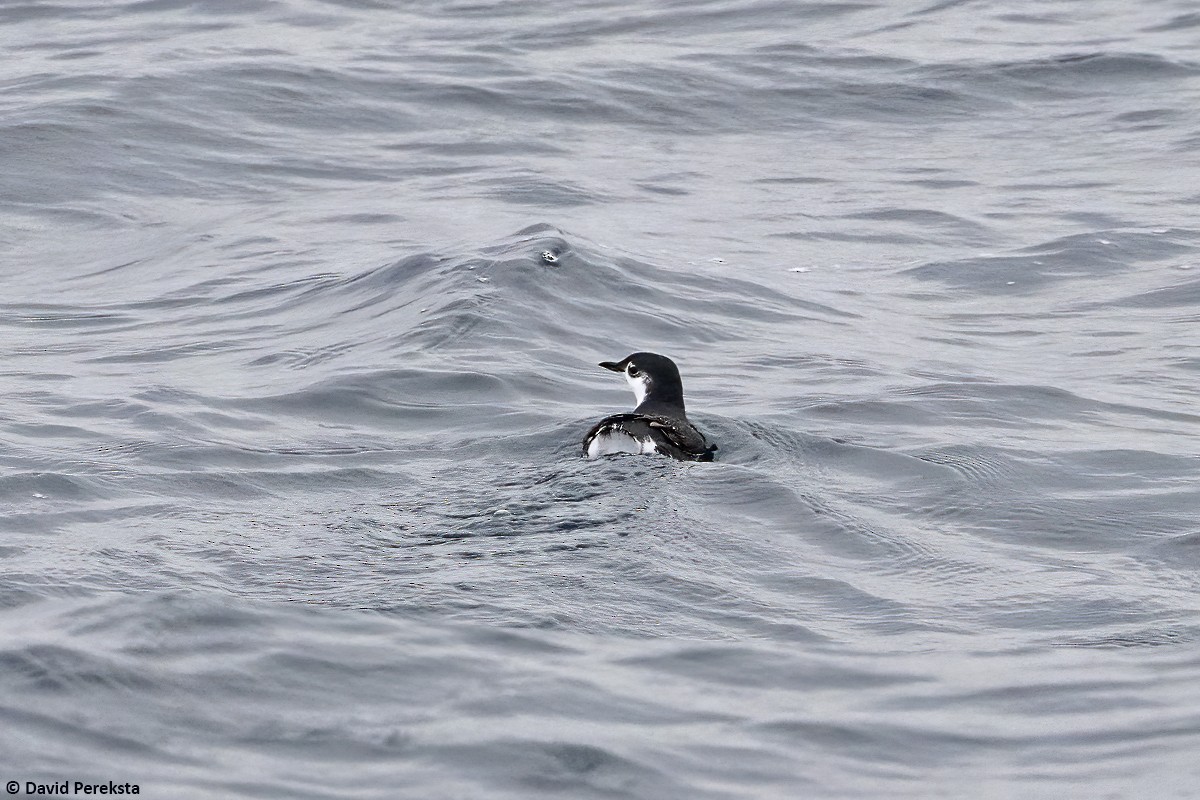 eBird Checklist - 6 Sep 2023 - Rodriguez Seamount (SBA Co.) - 17 ...