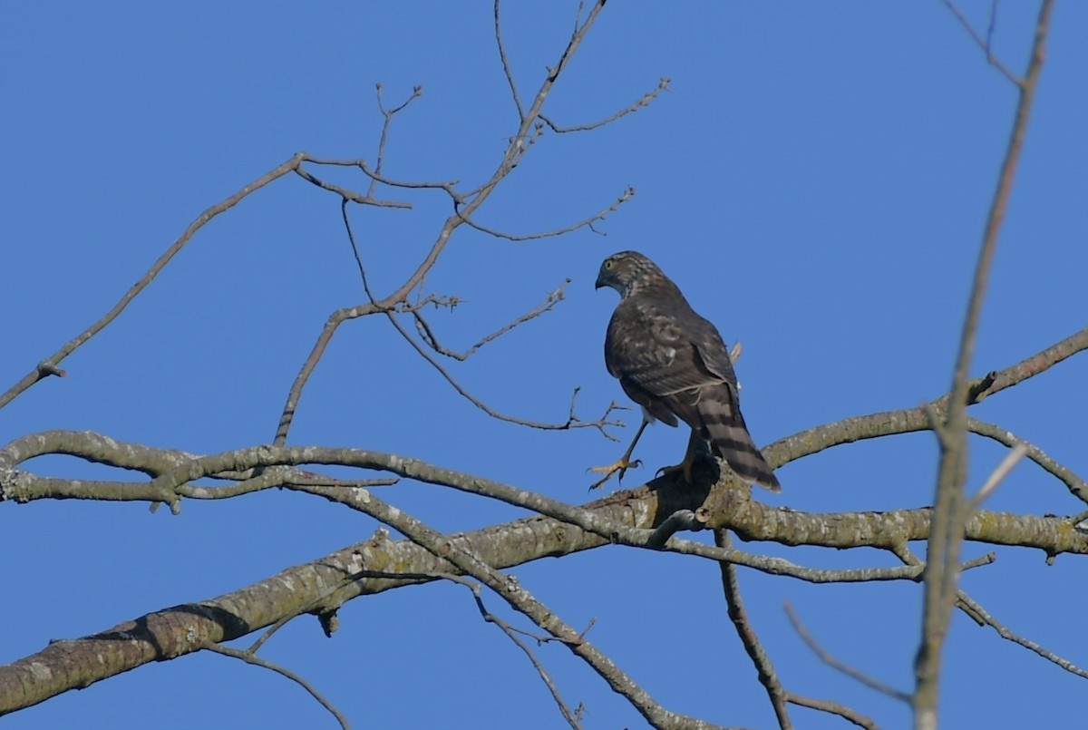 eBird Checklist - 13 Oct 2023 - Varina LandLab at Deep Bottom - 35 species