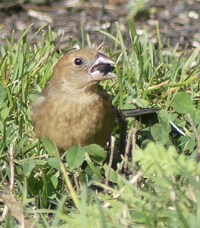 eBird Québec Checklist - 13 Oct 2023 - Parc des Moulins - 14 species