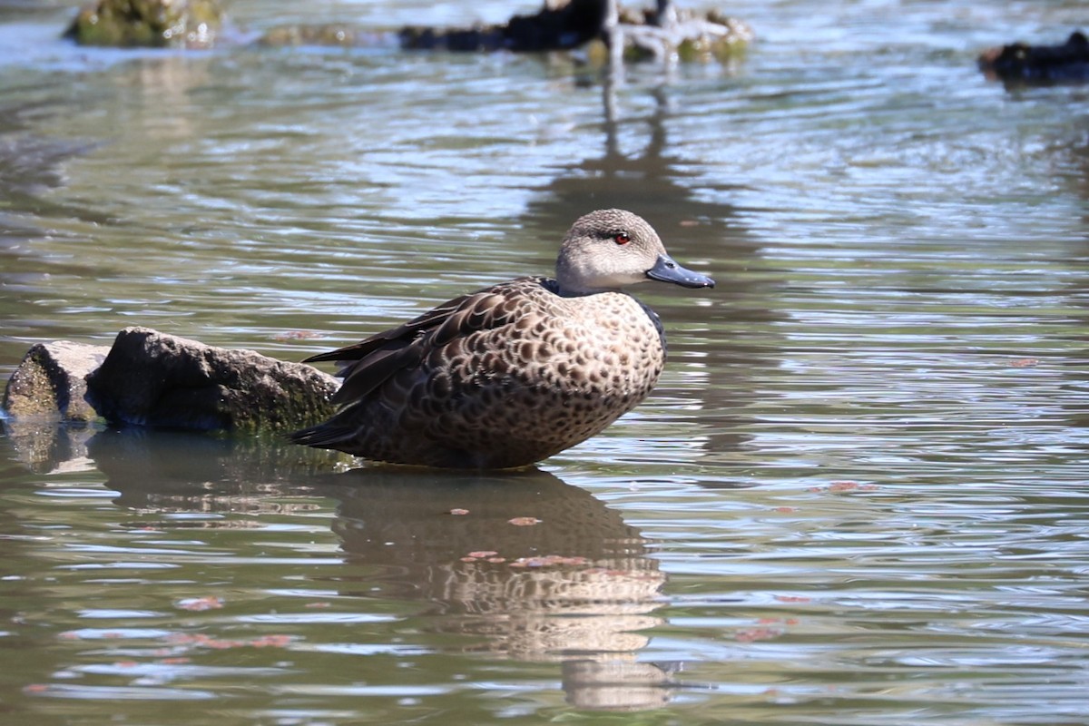 eBird Checklist - 14 Oct 2023 - Hunter Wetlands Centre (Newcastle) - 42 ...