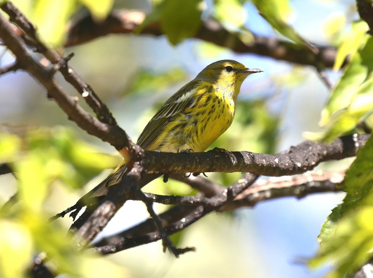 North Carolina Bird Atlas Checklist - 13 Oct 2023 - 230 Green Street ...