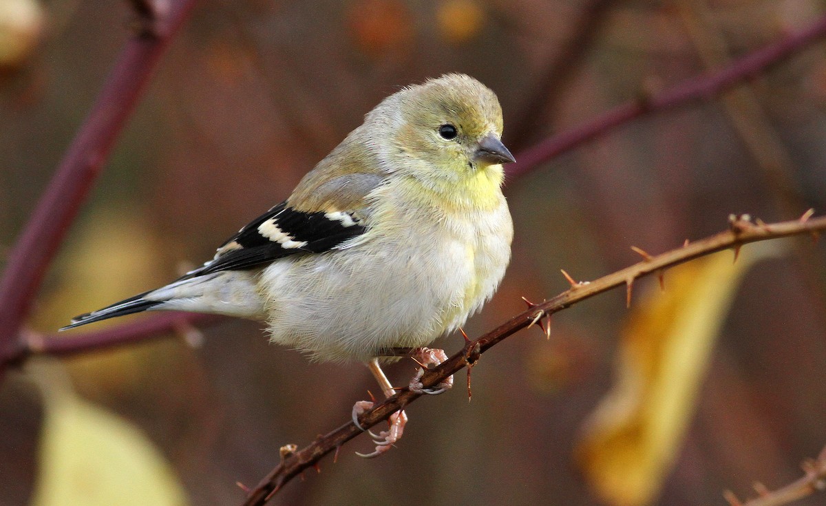 ML60992881 American Goldfinch Macaulay Library