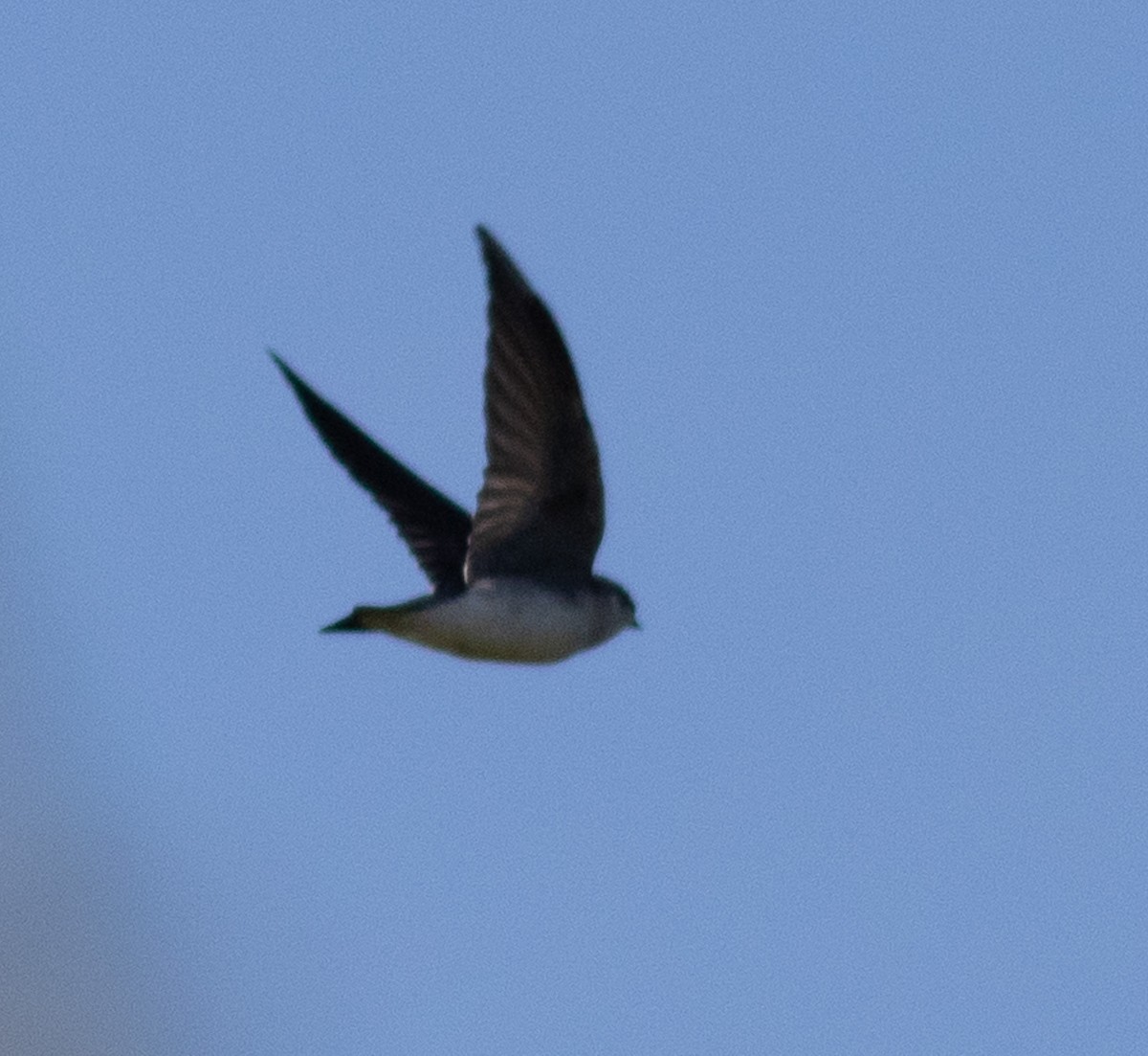 eBird Checklist - 20 Sep 2023 - Allegheny Front Migration Observatory ...