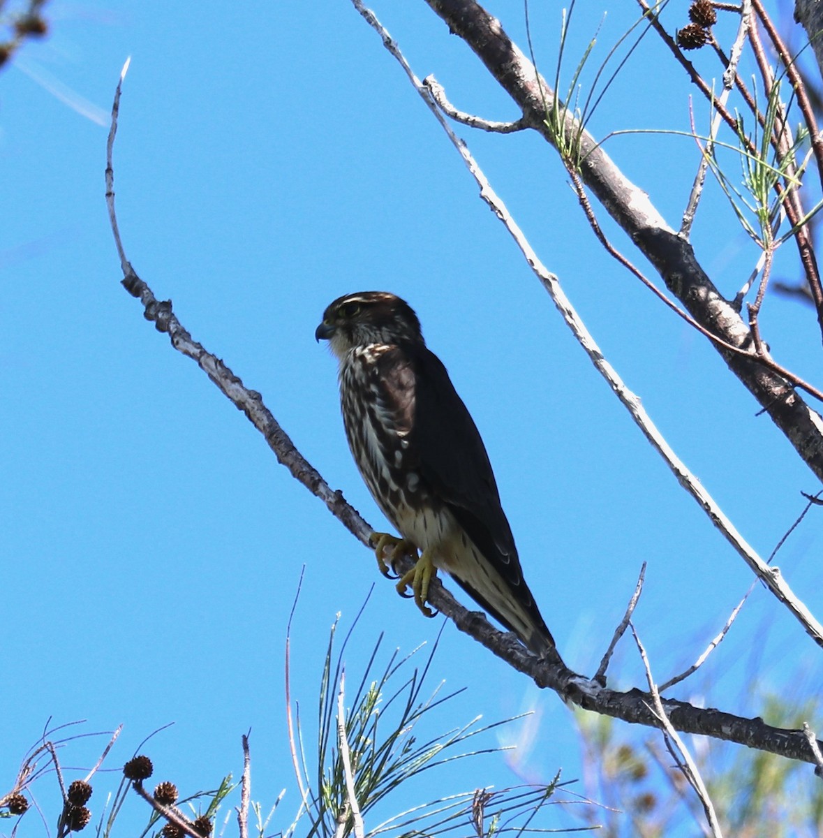 eBird Checklist - 14 Oct 2023 - Daniel's Head and Farm - 23 species