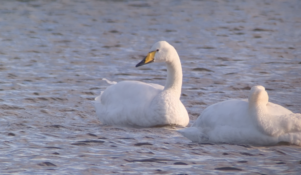 eBird Checklist - 14 Oct 2023 - East Halton Skitter -- Winter's Pond ...
