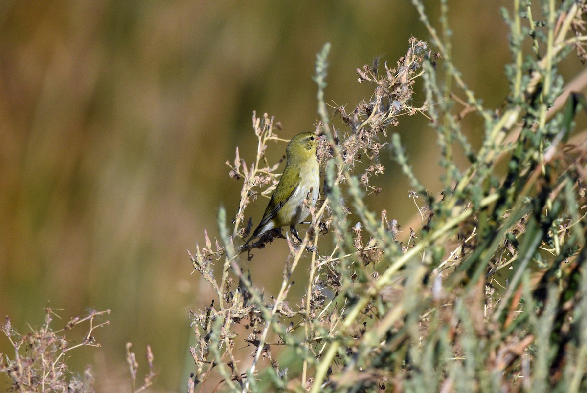 eBird Checklist - 14 Oct 2023 - Piute Ponds (permit required) - 1 species