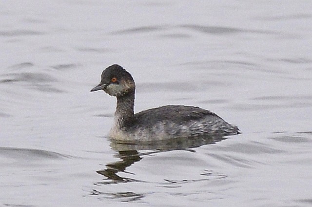 New Jersey eBird Checklist - 14 Oct 2023 - Edwin B. Forsythe NWR ...