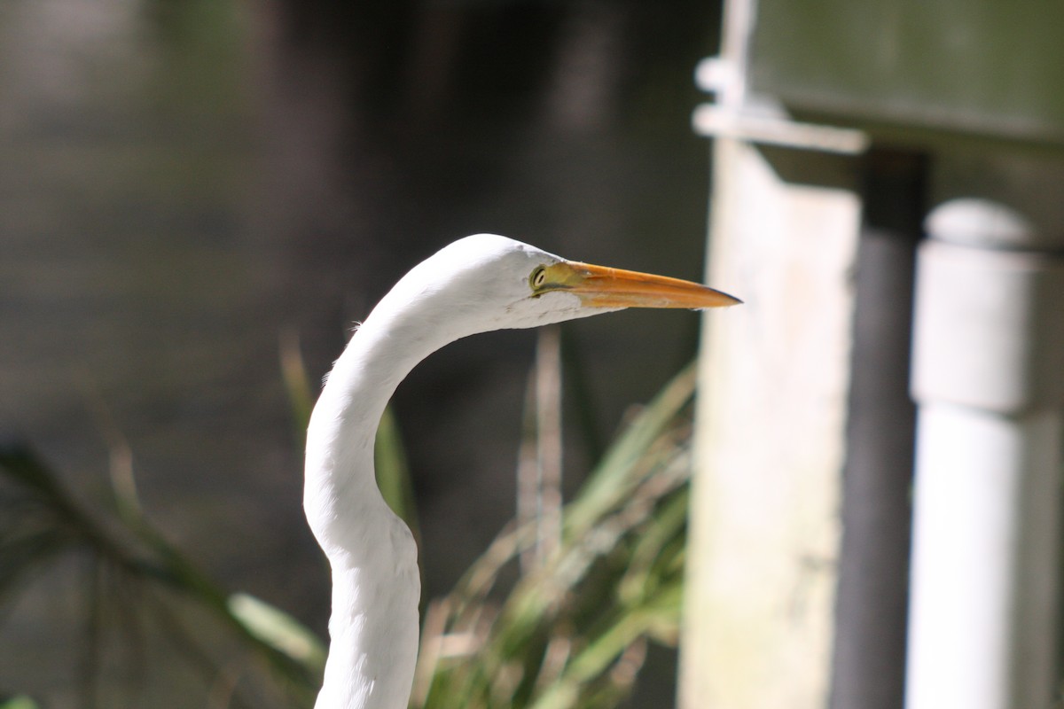 eBird Checklist - 14 Oct 2023 - Mead Botanical Gardens - 31 species
