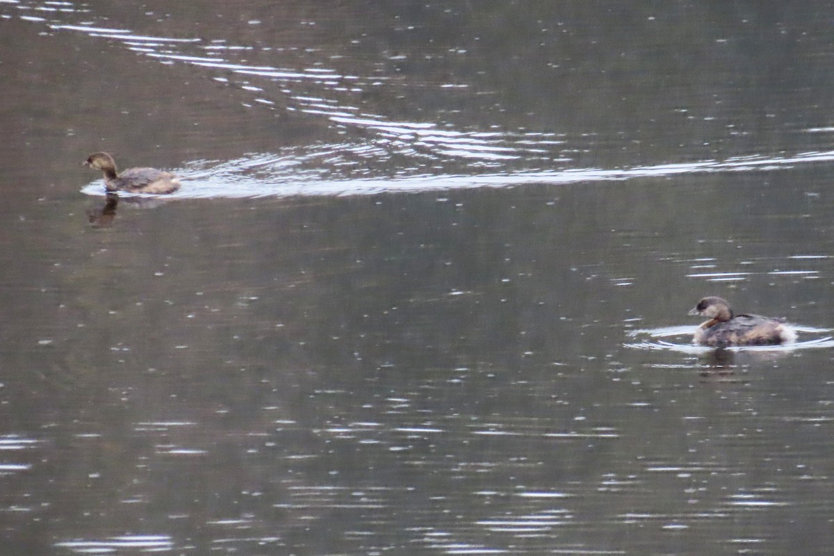 eBird Checklist - 14 Oct 2023 - Raymond B. Winter SP - 3 species