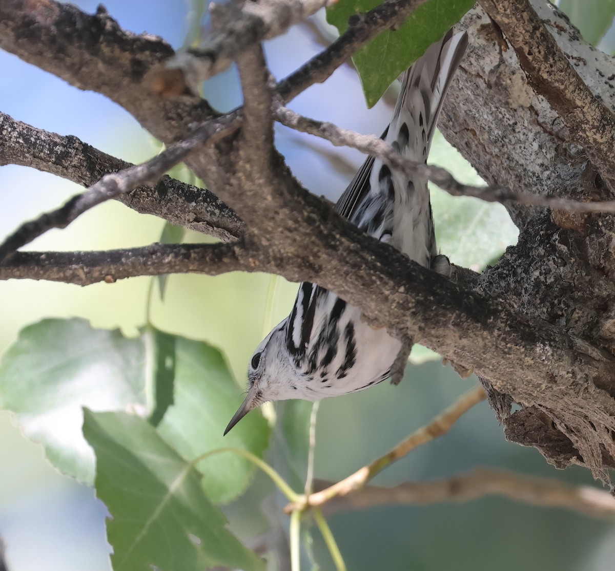 eBird Checklist - 14 Oct 2023 - Big Morongo Canyon Preserve - 4 species