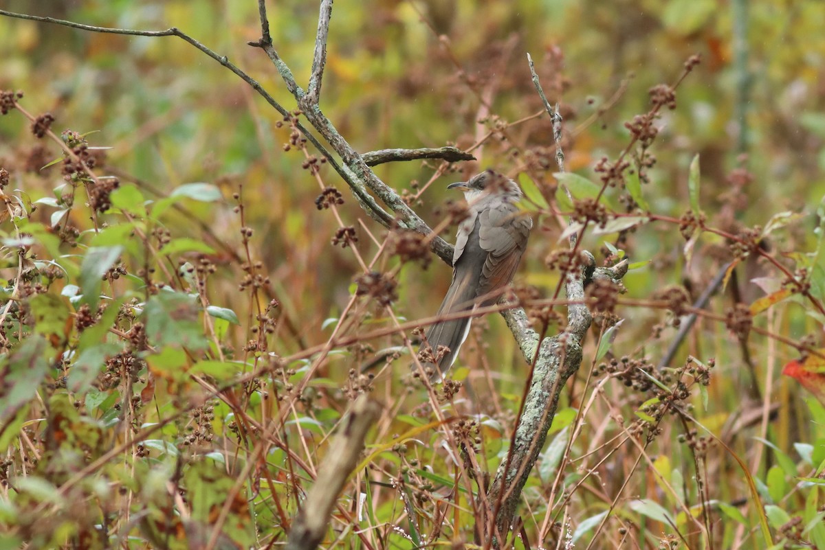 eBird Checklist - 14 Oct 2023 - Presque Isle SP--Sidewalk Trail - 27 species (+1 other taxa)