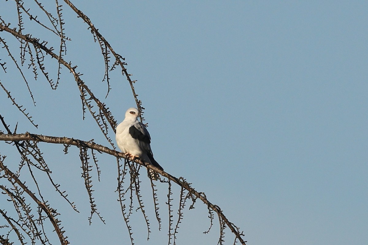 eBird Checklist - 14 Oct 2023 - Home Alta Mesa Rd-Wilton - 20 species