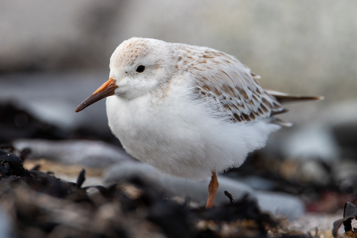 eBird Checklist - 14 Oct 2023 - Rye Harbor SP (Ragged Neck) - 3 species