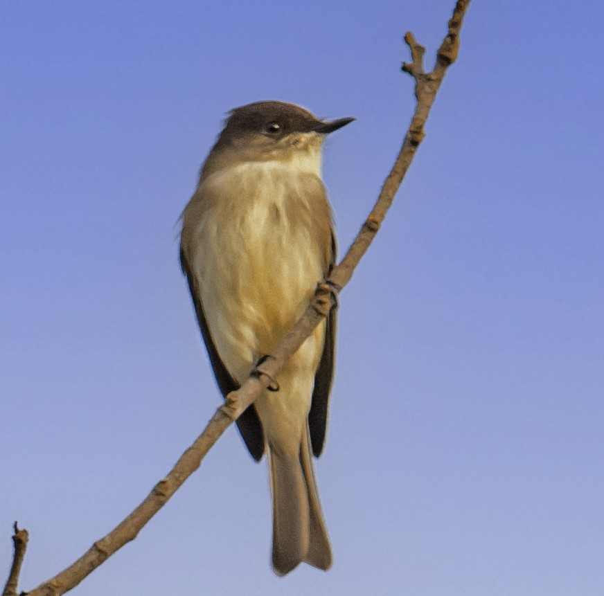 Mass Audubon eBird Checklist - 14 Oct 2023 - Gay Head, Martha's ...
