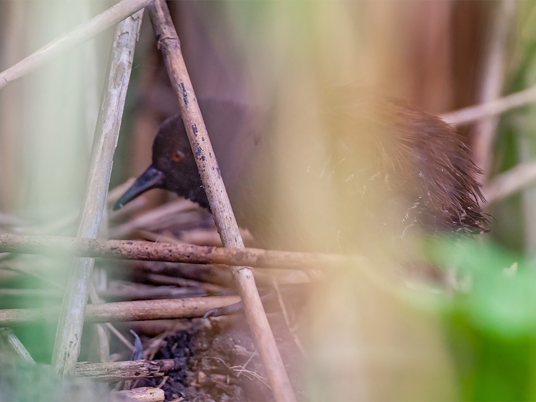 Inaccessible Island Rail - eBird