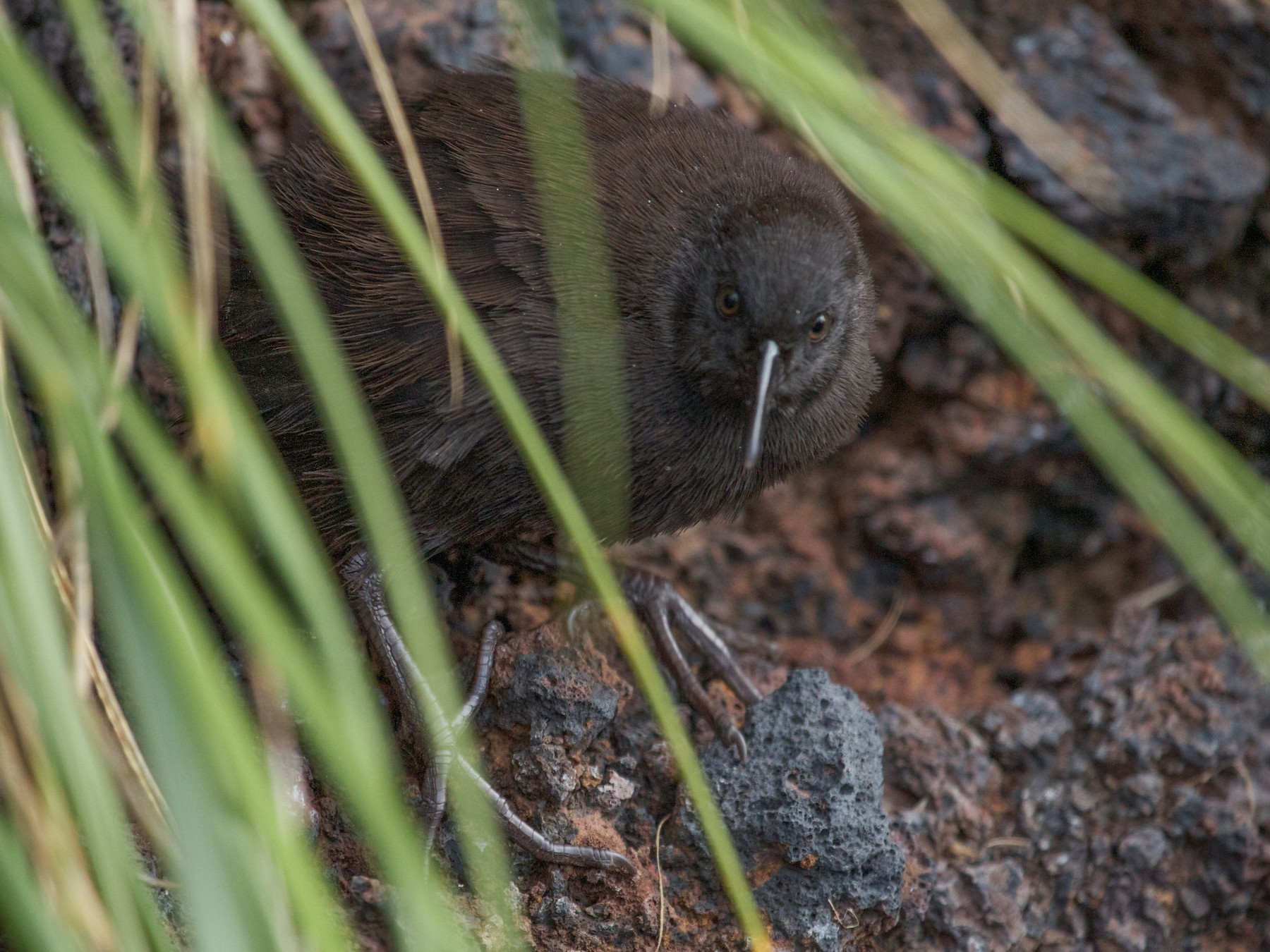 Inaccessible Island Rail - eBird